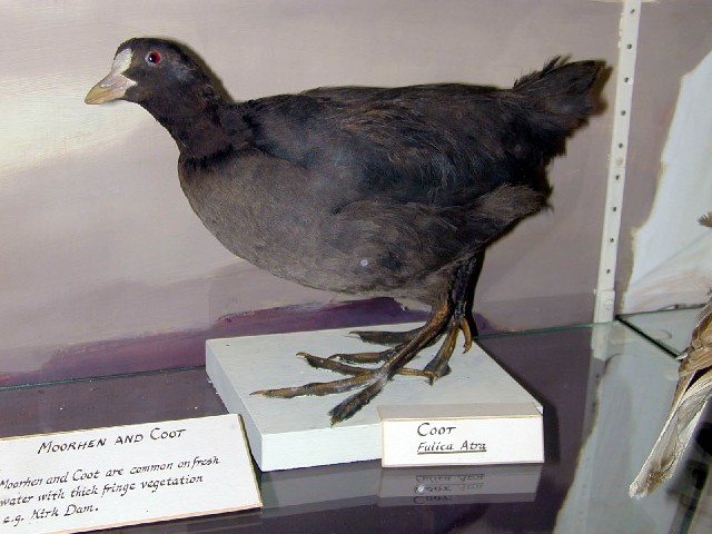 Old Coot